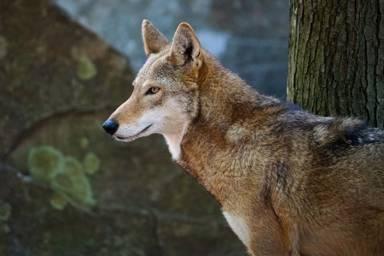 Are There Wolves in South Carolina? A Fascinating Exploration - Greenville Post